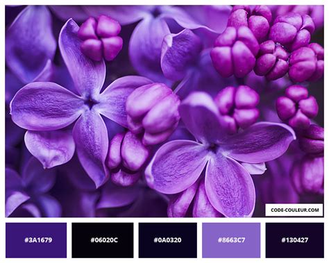 Violet Couleur Violette