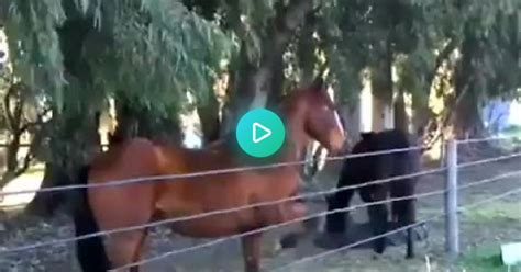 Clever Girl Album On Imgur