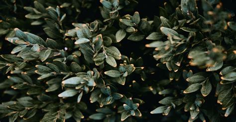 How To Reduce Heat Stress In Trees Treeification