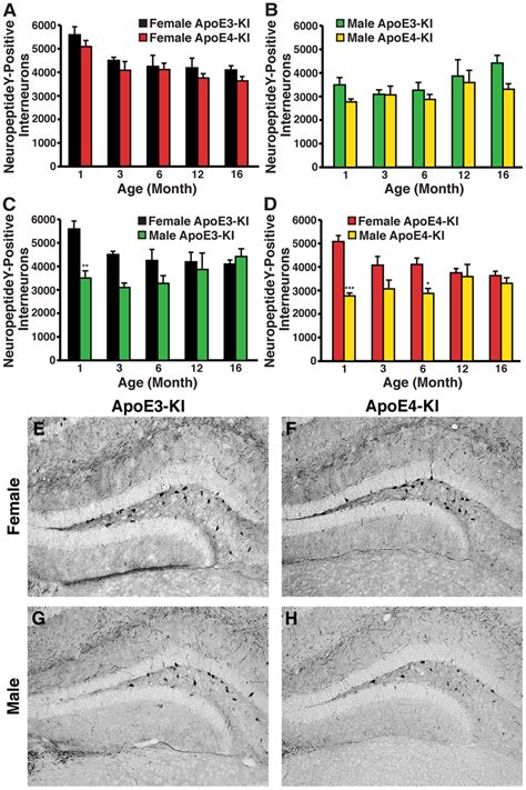 Age And Sex Dependent Effects On Numbers Of Neuropeptide Download Scientific Diagram