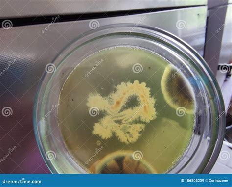 Bacterial And Fungal Colonies In A Petri Dish Stock Image Image Of