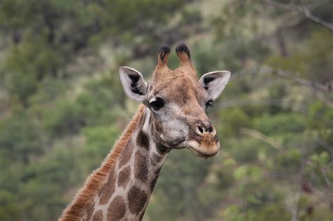 Giraffe Long Neck Ears Free Photo On Pixabay Pixabay