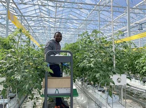 Mastronardi Produce Adds New Greenhouse Acreage News Fruitnet
