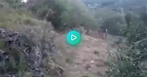 Our Snakes Mating Season Album On Imgur