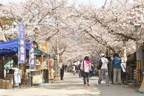 がいせん桜まつり｜岡山県新庄村公式観光サイト 癒しtrip 新庄村