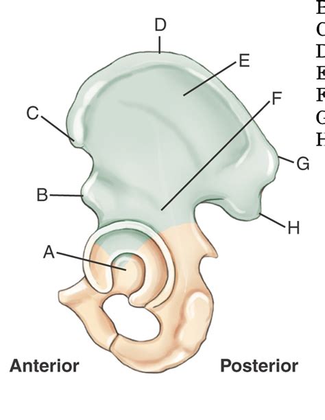 Ilium Anatomy Review Diagram Quizlet