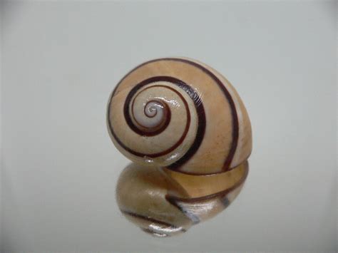 Polymita Picta Cf Picta Big на Sea Морские ракушки