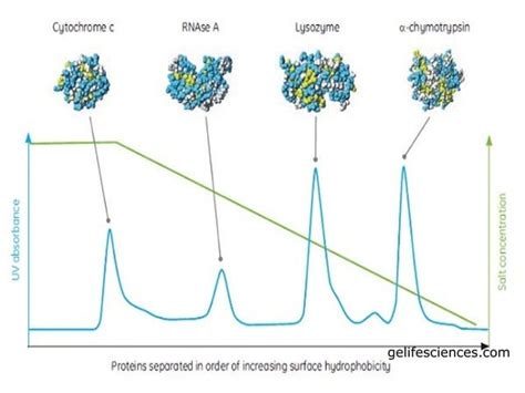 Hydrophobic Interaction Chromatography 1 Ppt Chemistry Science