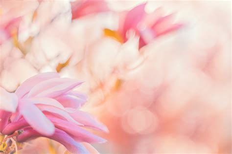 봄 배경 피는 나무와 태양 플레어와 아름 다운 자연 장면입니다 아름다운 과수원 추상 흐리게 배경 토닝 된 그림 복사 공간 0명에
