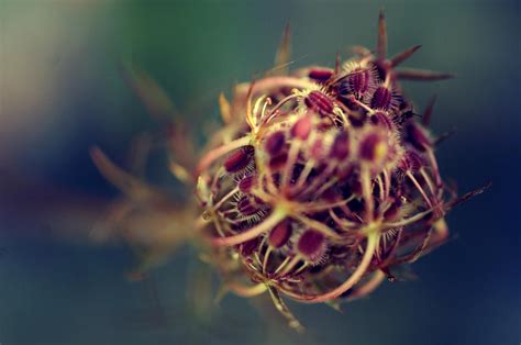 Plante Surprise By Elsyta On Deviantart