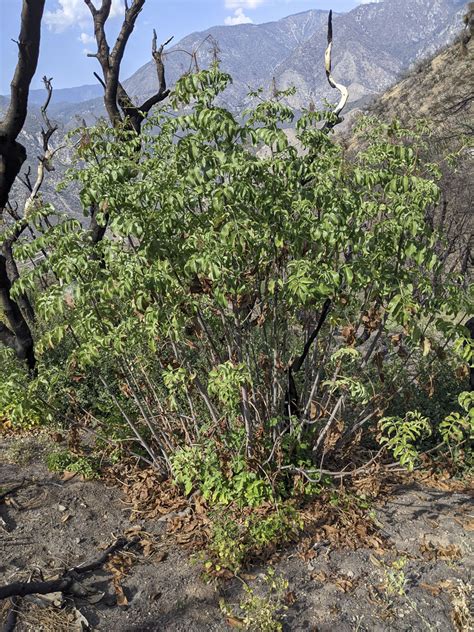 Sambucus Mexicana Cnps El Dorado Chapter Plant Sale