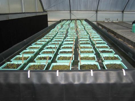 Sieving The Seeds Of The Future Ian Lunt Ecology