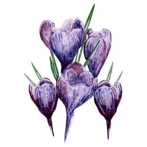 Flores De Azafrán De Acuarela Flores De Primavera Púrpura Sobre Un