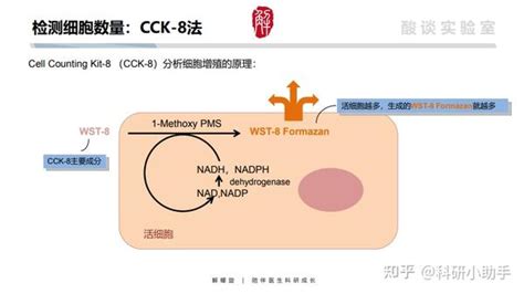 细胞实验不会做CCK 8MTT划痕实验 transwell 实验PI染色等14个实验巨详细 知乎