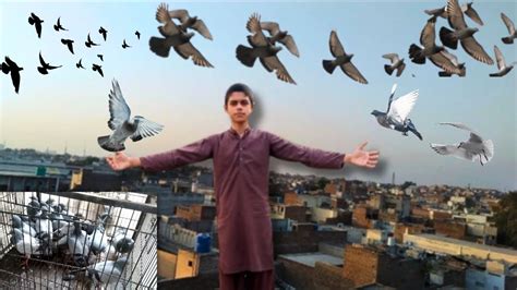Aj Hum Nay Kie Pigeons Azad 😍 Ducks 🦆 Ny Ki Pora Din Swimming Wait
