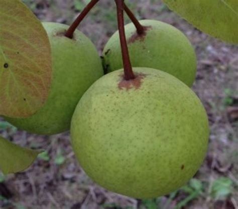 Gin Perry Pear Heritage Fruit Trees