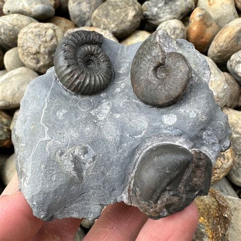 Yorkshire Fossils Page 3 Yorkshire Fossils