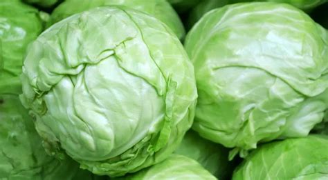 Зелёная кочанная капуста - описание продукта, как выбирать, как ...
