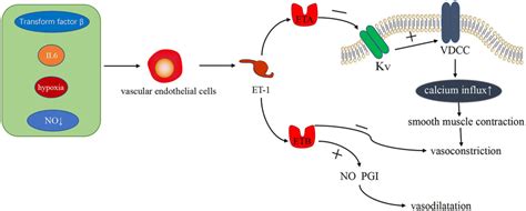 Related Pathways Of Et 1 Vasoconstriction Transforming Factor β Il 6