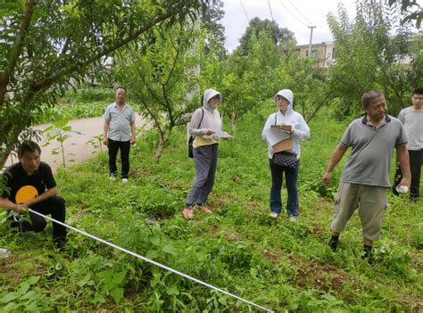 清镇市新店镇归宗村：林下马铃薯丰收了验收技术种植业