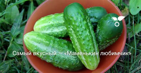 Самый вкусный — Маменькин любимчик — Ботаничка