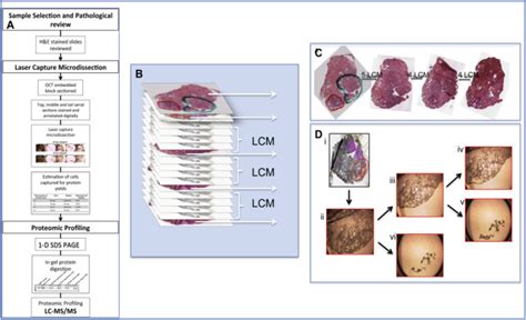 Systematic Workflow For The Coupling Of LCM To Advanced LCMS Fig 1 A Download Scientific