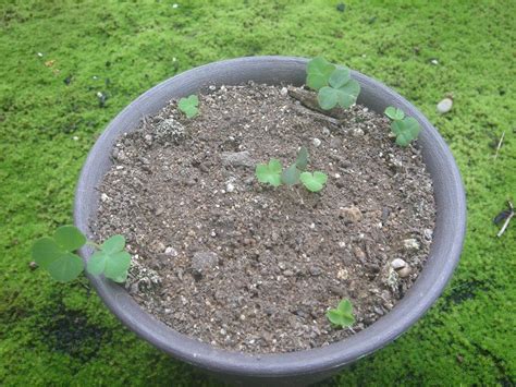 苔ベランダの観察記録 ケヤキオキザリス