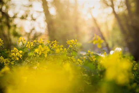 フリー写真画像 春の太陽光線で緑がかった黄色の茂み