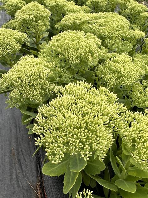 Rc Sedum White — Clara Joyce Flowers