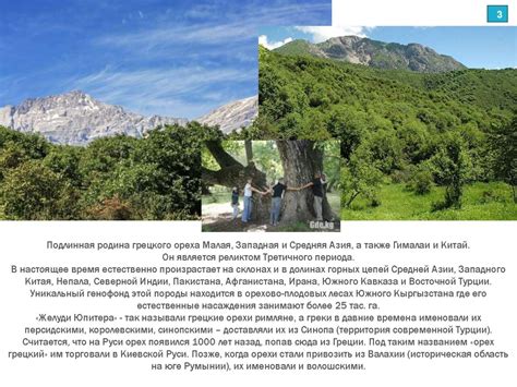 Перспективы продвижения ореха грецкого в Центральном Черноземье