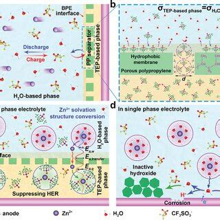 A The Schematic Diagram Of BPE In A Cell B The Mechanism Of The BPE Download Scientific