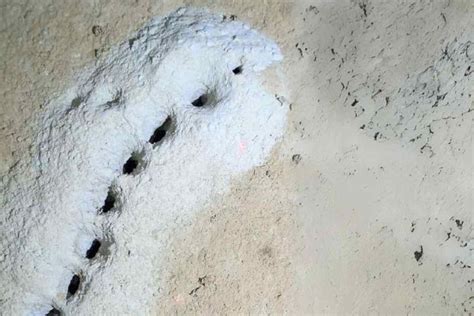 Misteriosi Buchi In Fondo Al Mare Soltanto Ora Si Scopre Cosa Sono