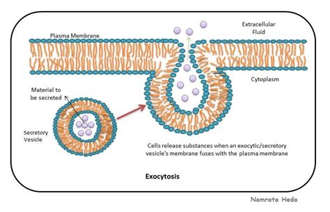 B For Biology Cell Membrane Protector Of The Cell
