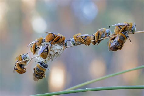 Male White Headed Digger Bees Roosting On A Grass Culm Macroclose Up