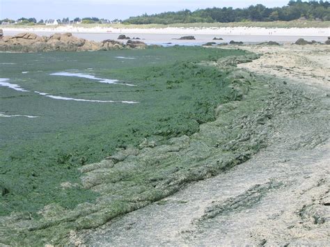 Marée verte Conséquence écologique