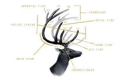 Antler Farm Deer Head Anatomy Types Of Antlers And Horns Different