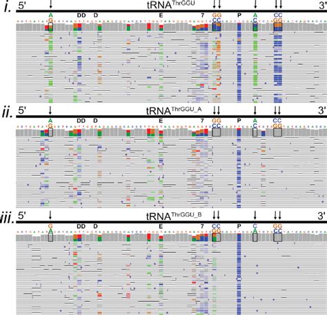 Confirmation Of Two Known Isodecoders In Nanopore Trna Thrggu Sequence Download Scientific