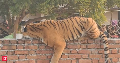 Tiger Pilibhit Viral Video Tiger Takes A Seat On A Village Wall In Up