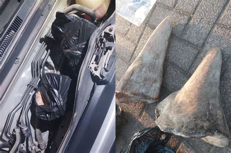 Driver Caught With Rhino Horns Worth R2m