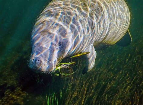 Mike James Michael Wisenbaker On Linkedin Manatees Are Now Common At