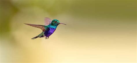 Discover Hummingbird Migration Patterns And Timing