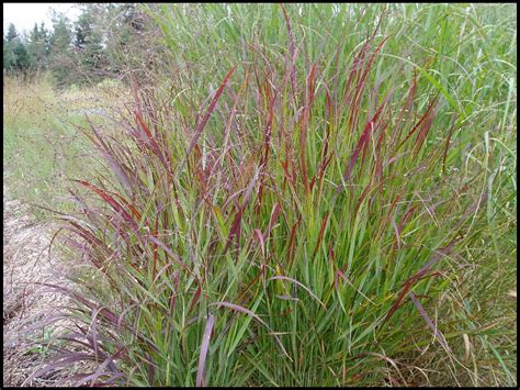 SHENANDOAH RED SWITCH GRASS Hinsdale Nurseries Welcome To Hinsdale