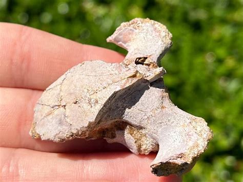 Rare Fossil Turtle Skull Kem Kem Morocco Cretaceous Age Reptile