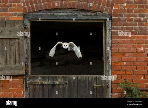 Common Barn Owl Tyto Alba Adult Escaping Through Barn Door Suffolk