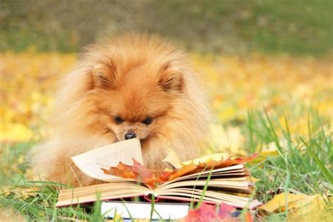 600 Best Clever Dog Names 2022 Updated Dog Dispatch