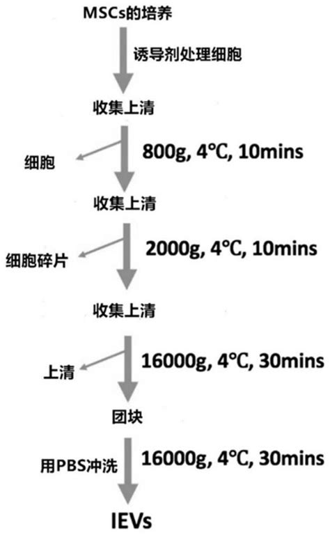 Extracellular Vesicle And Application Thereof In Skin Products Eureka