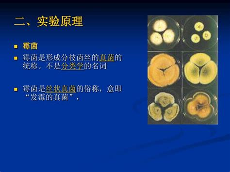 微生物实验四放线菌、霉菌、酵母菌的形态观察 Word文档在线阅读与下载 免费文档