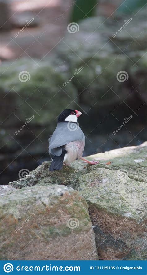 Java Sparrow Also Known As Java Finch Java Rice Sparrow Or Java Rice