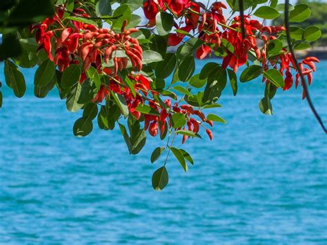 南の島を華やかに彩る沖縄の花たち【春編】 オリオンストーリー