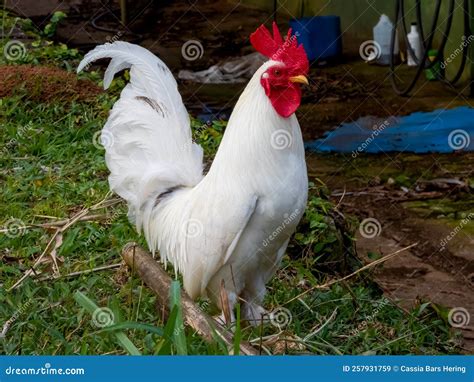 Small White Rooster Bantam On The Grass In A Farm Stock Image